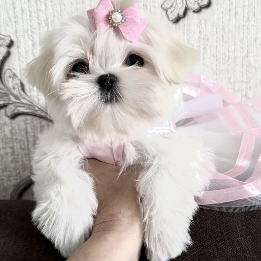 Мальтийская болонка, щенок