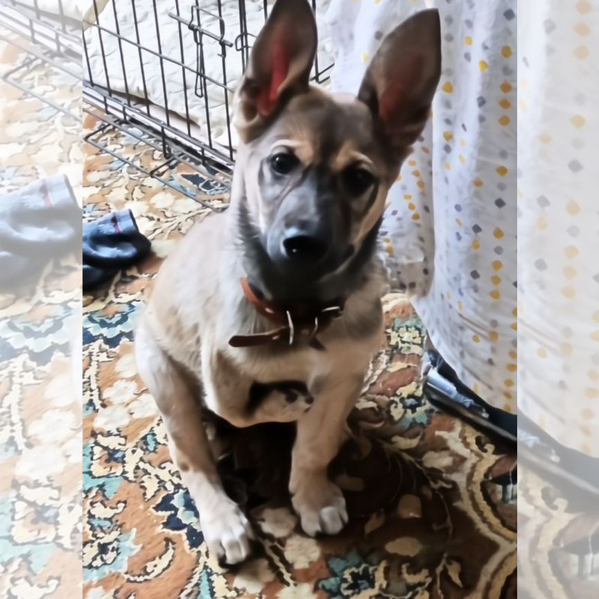 Щенок в добрые руки