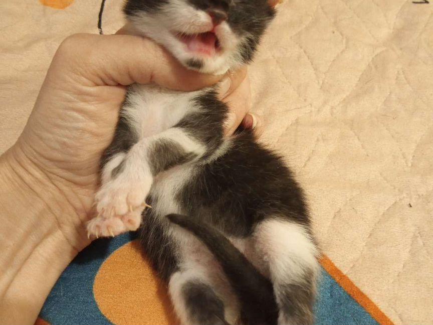 Котик смокинг