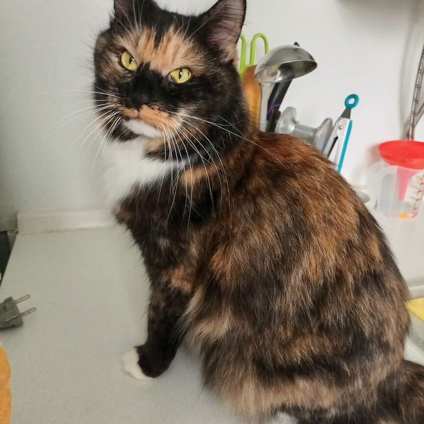 Кошка в добрые руки