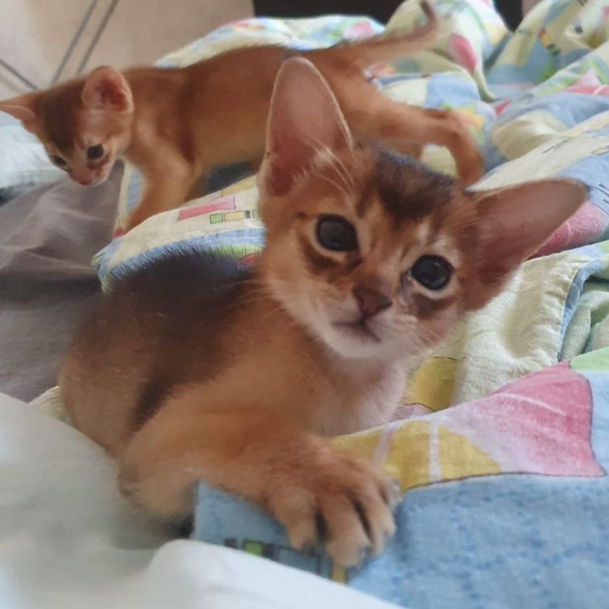 Абиссинский котёнок