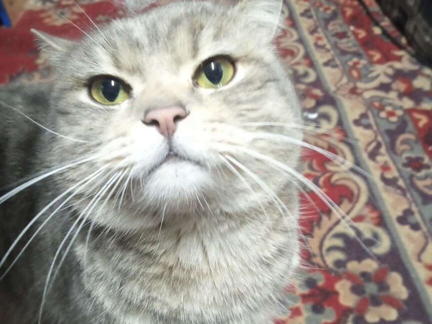 Кот