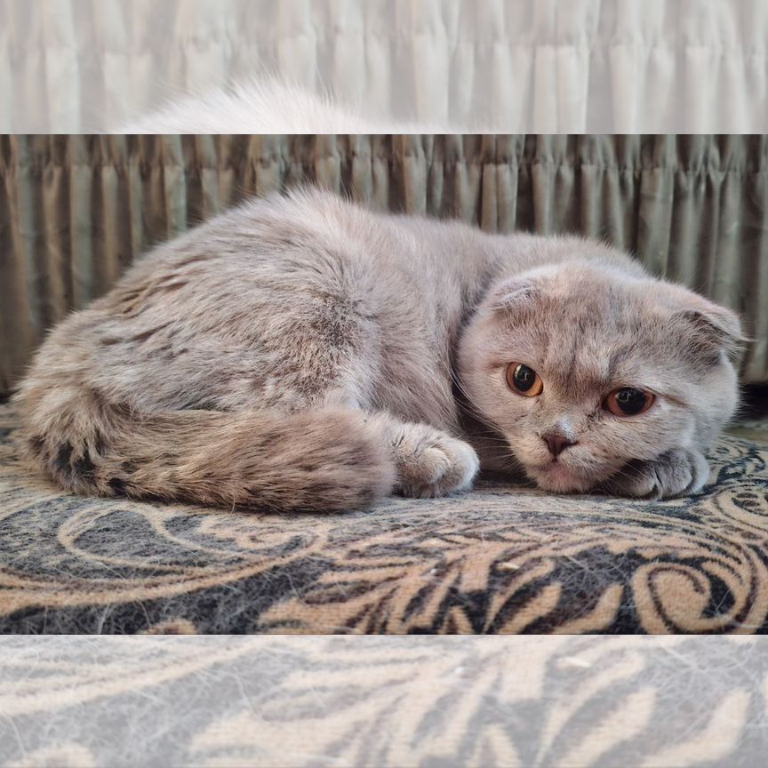 Шотландская вислоухая короткошёрстная, взрослая кошка