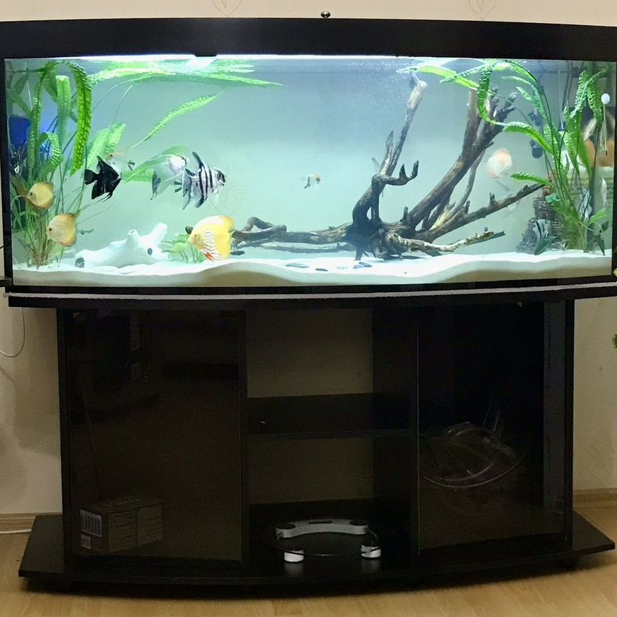 Аквариум панорамный с тумбой 500 л