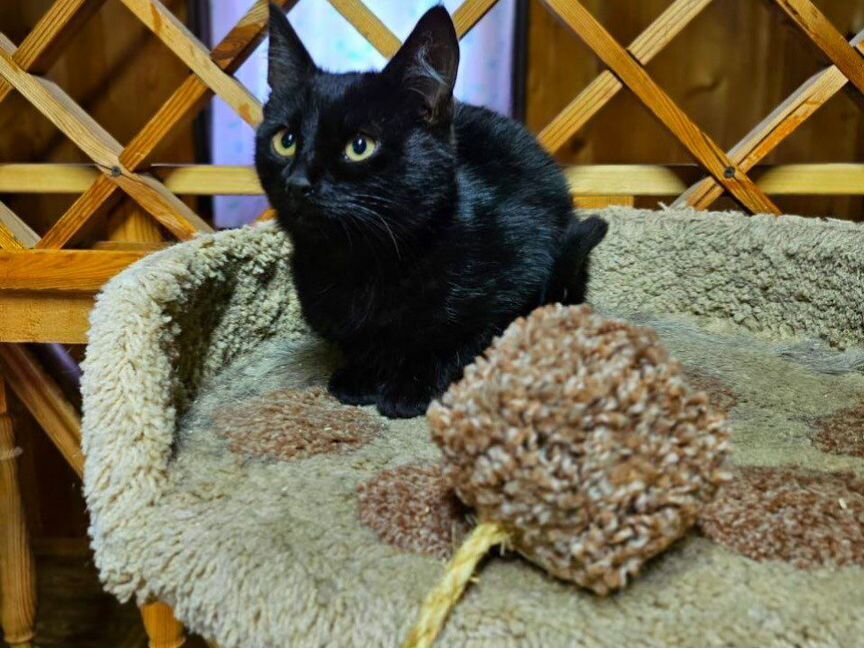 Черный котенок обаяшка в добрые руки