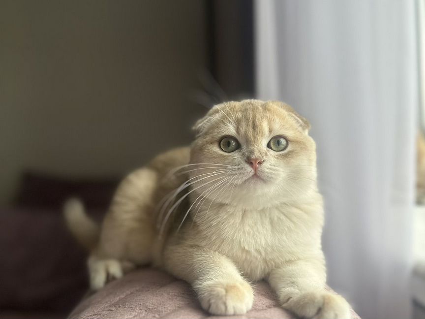 Котята кошки шотландской породы