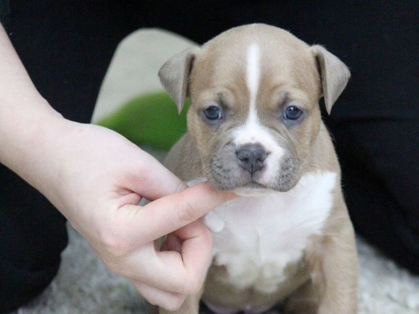 Красивые щенки американского булли от Star karuna