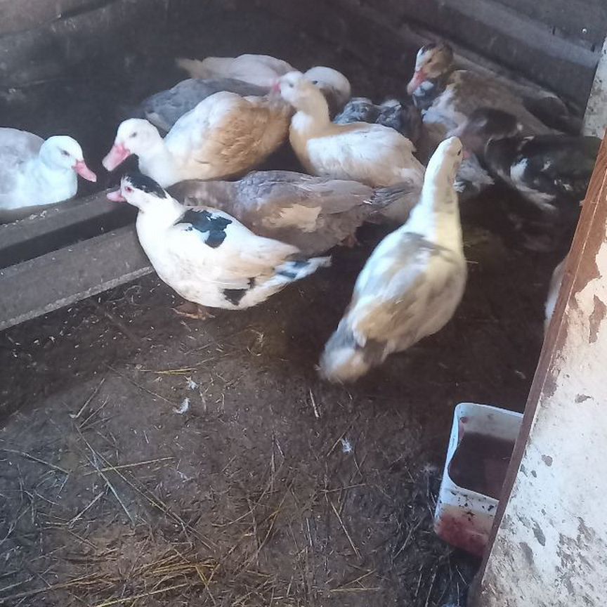 Индоутки домашние