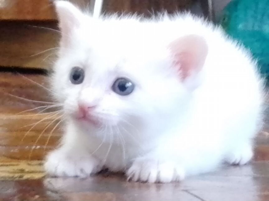Шатланская вислоухая кошечка