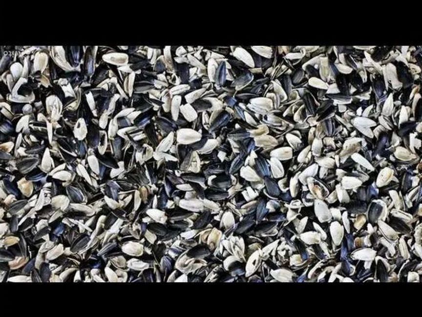 Шелуха лузга подсолнечника