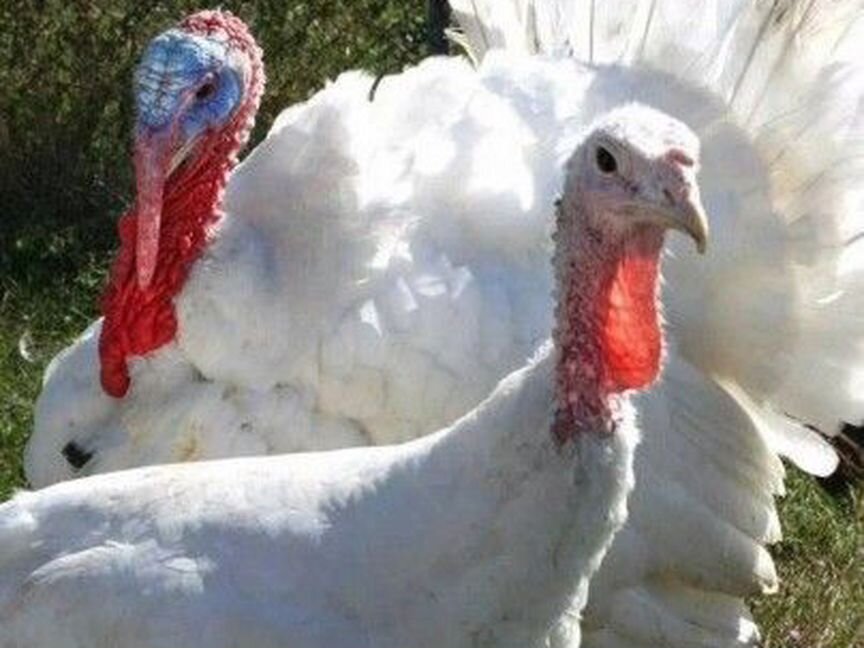 Индюки биг 6, бронза,белогрудые