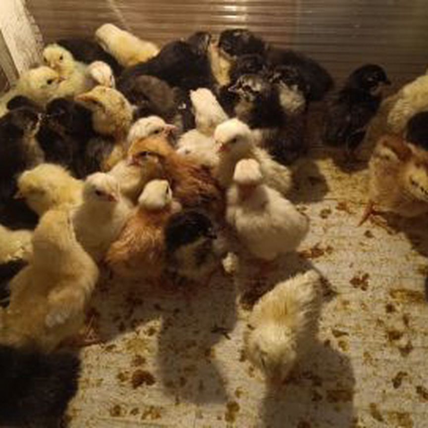 Цыплята суточные несушки