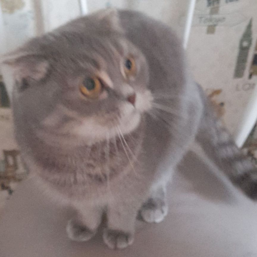 Британская длинношёрстная, взрослая кошка