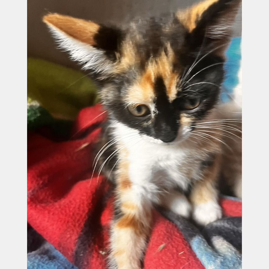 Котята