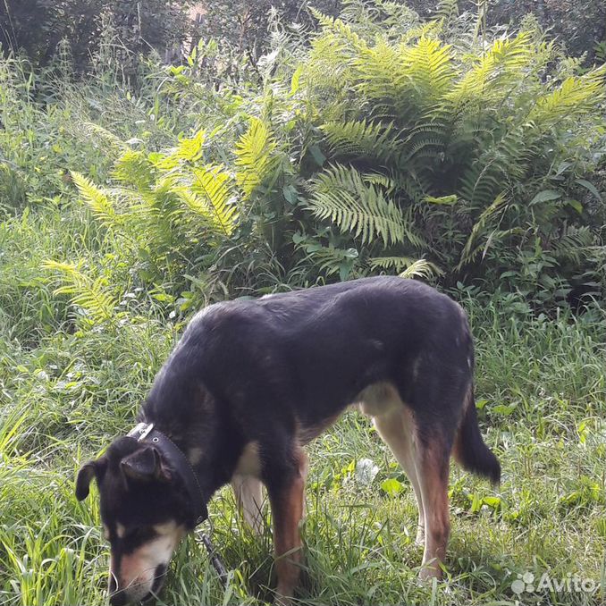 Пёс Барик ищет нового хозяина