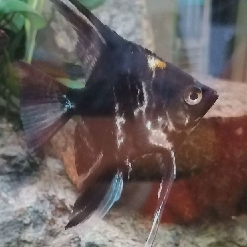 Скалярии мраморные