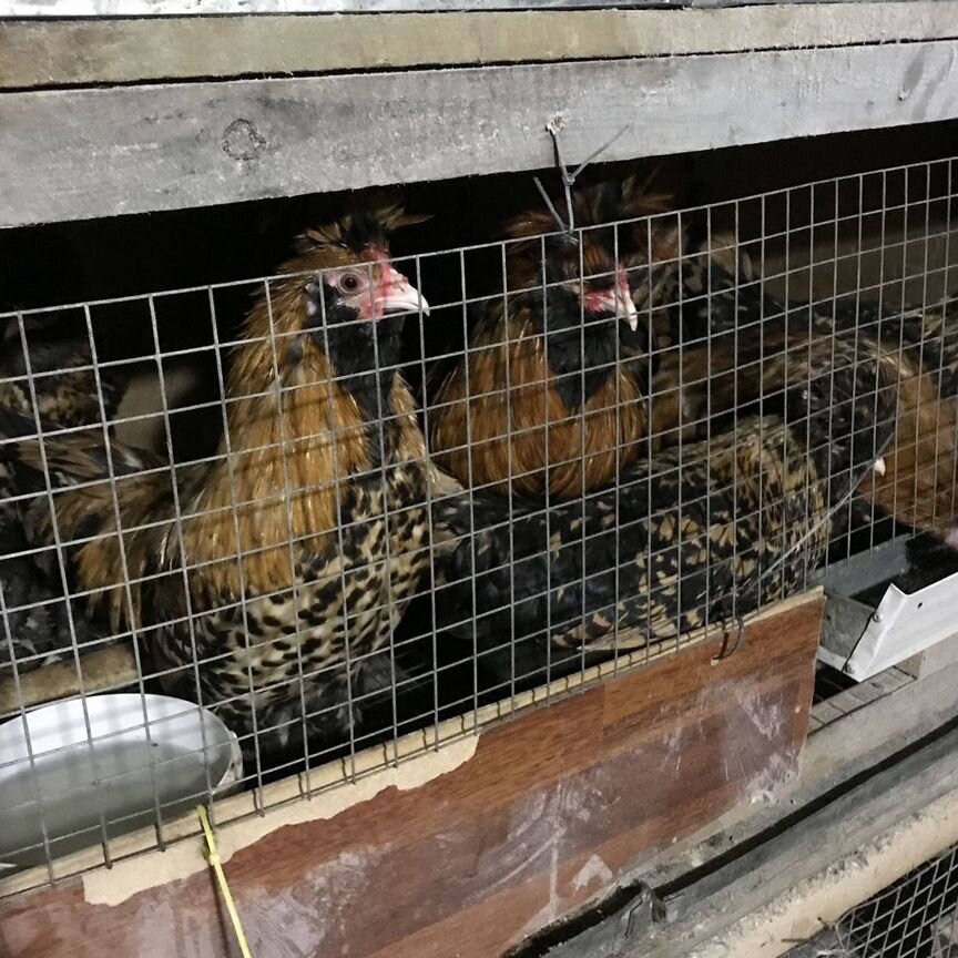 Продам петушков Павловское золото