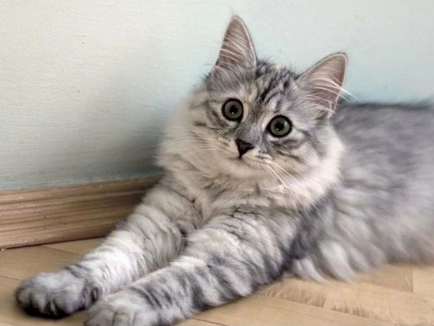 Подрощенный котик