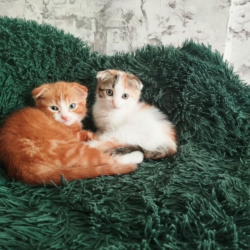 Отдам в добрые руки
