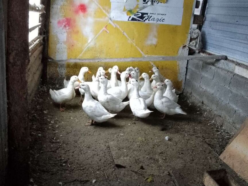 Бройлерные утки и муларды