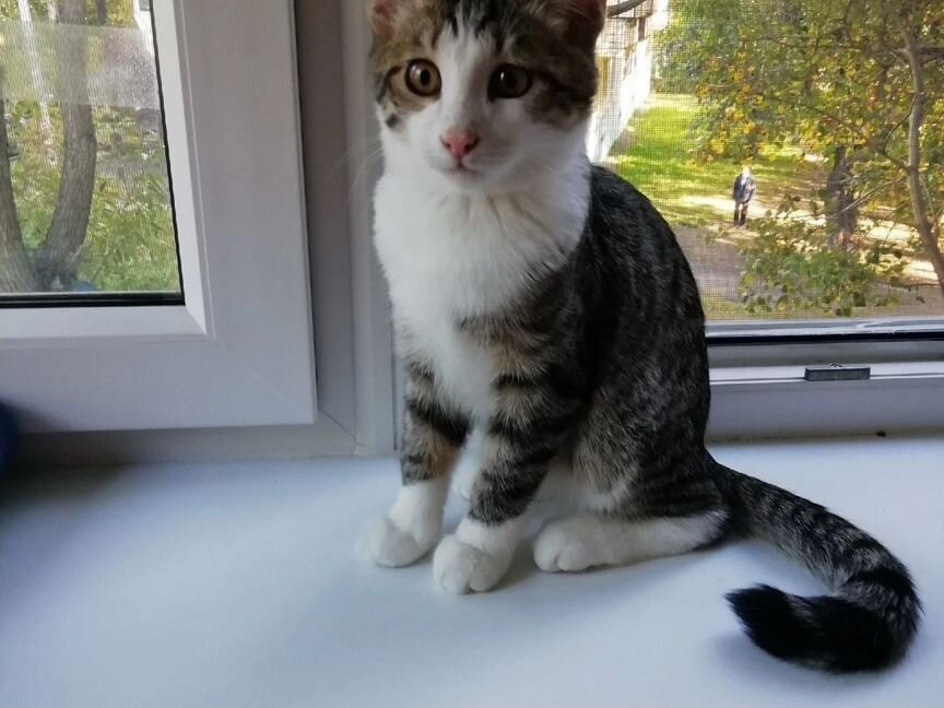 Кошка