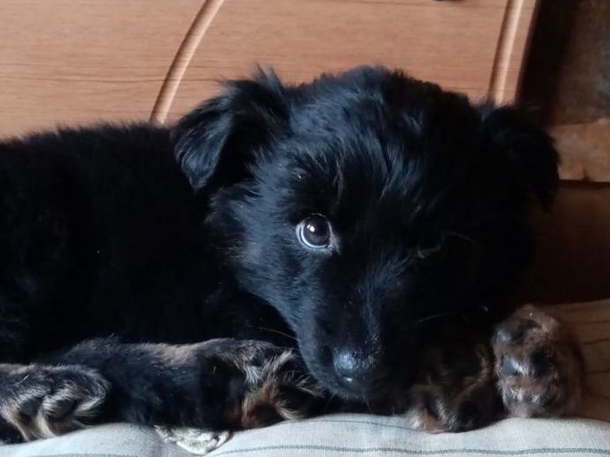 Вырастут маленьким