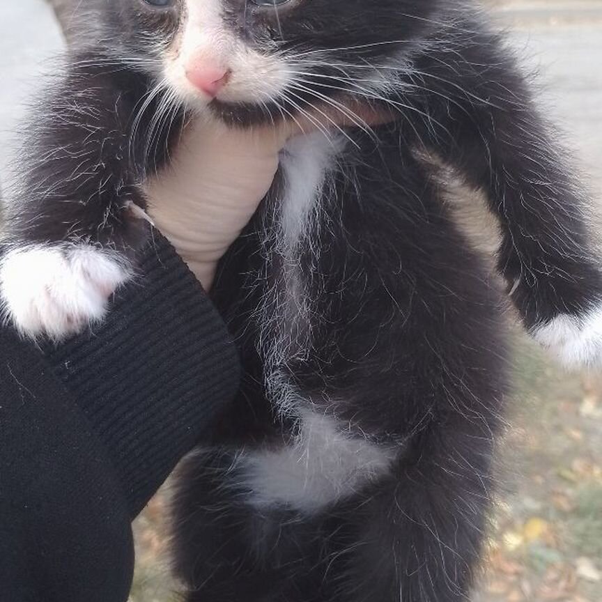 Котята в добрые руки бесплатно