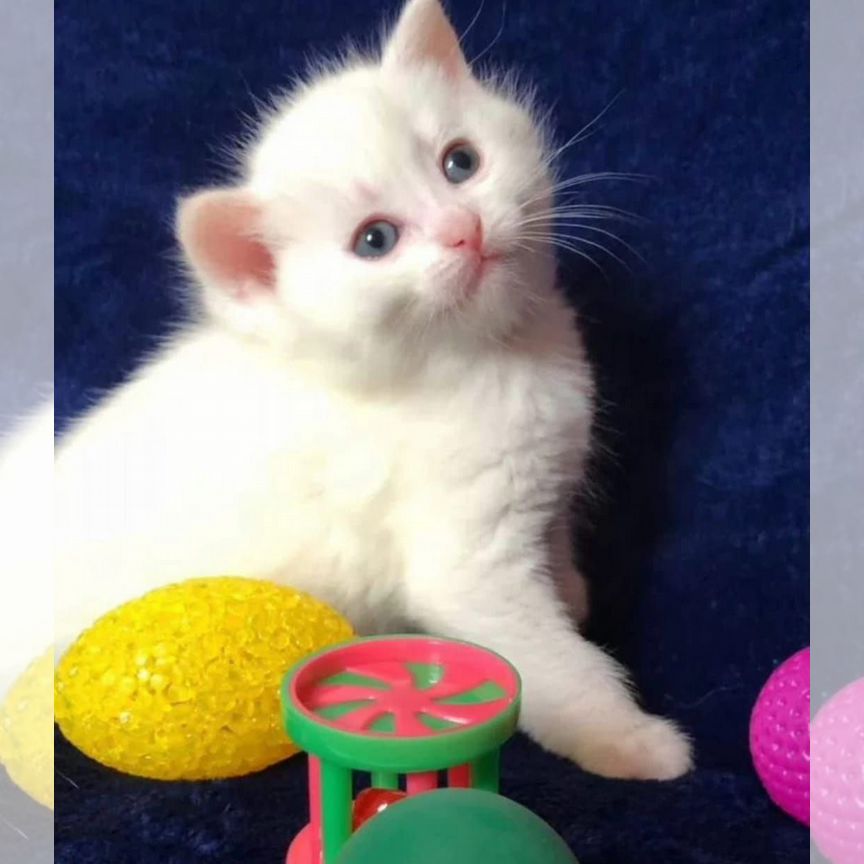 Шотландский котенок мальчик