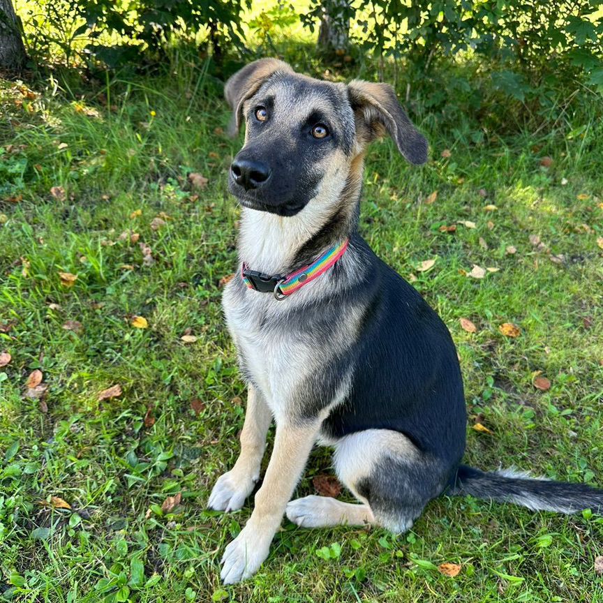 Щенок в добрые руки бесплатно