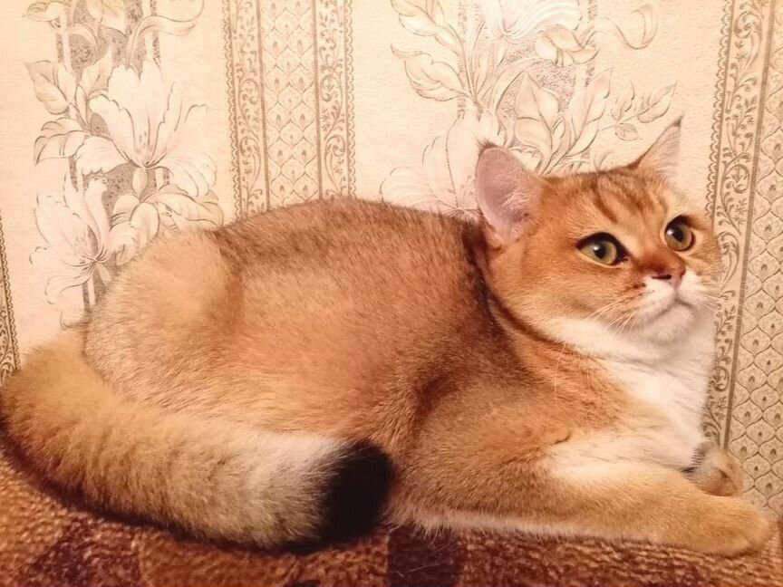Шотландские золотые котята скоттиш страйт