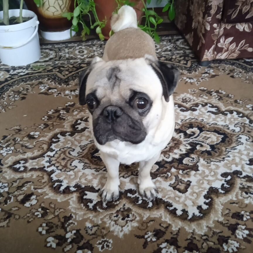 Мопс мальчик ищет новых хозяев