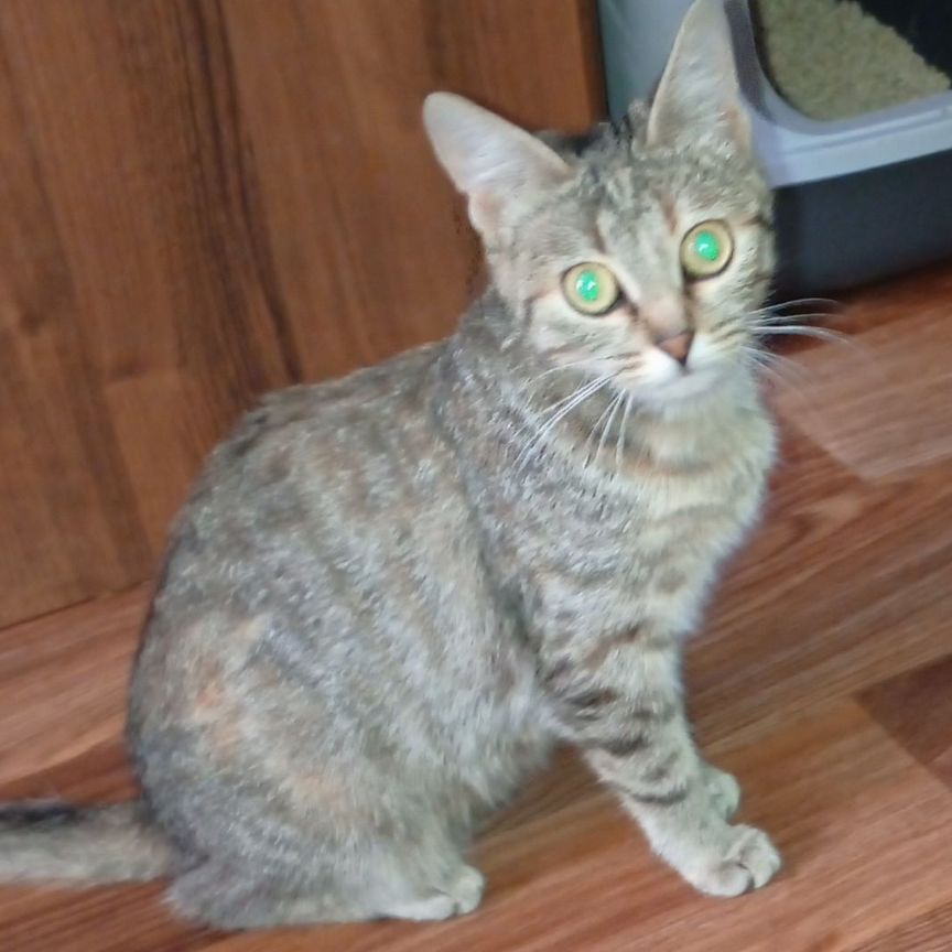 Кошечка