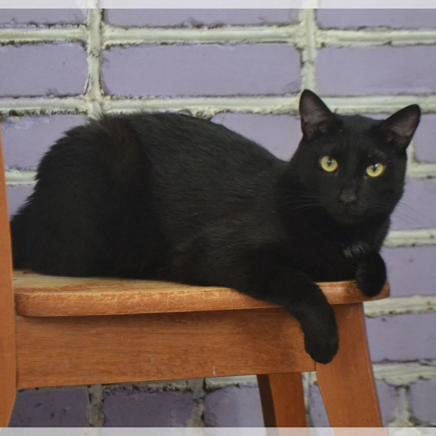 Кот