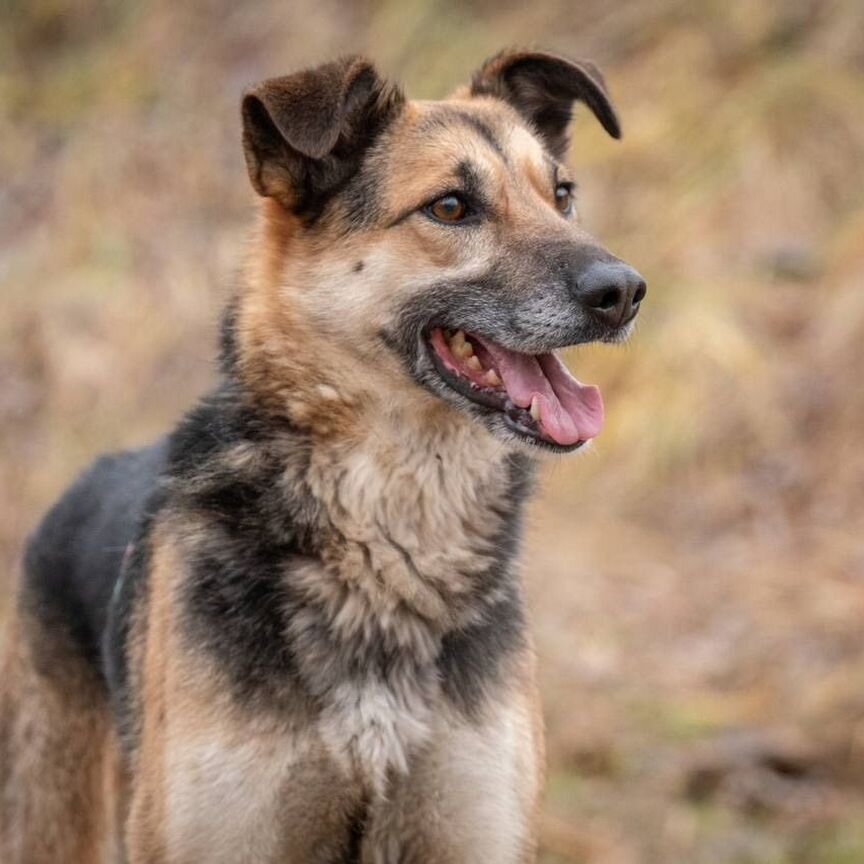 Взрослая собака в добрые руки