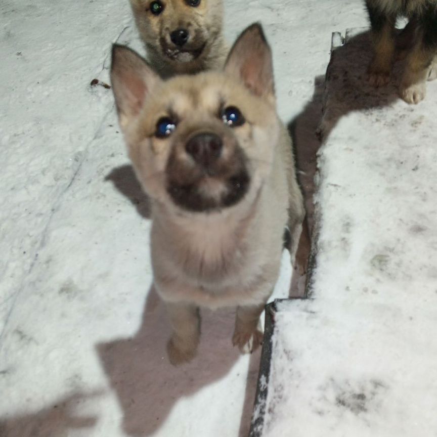 Сибирский хаски, щенок