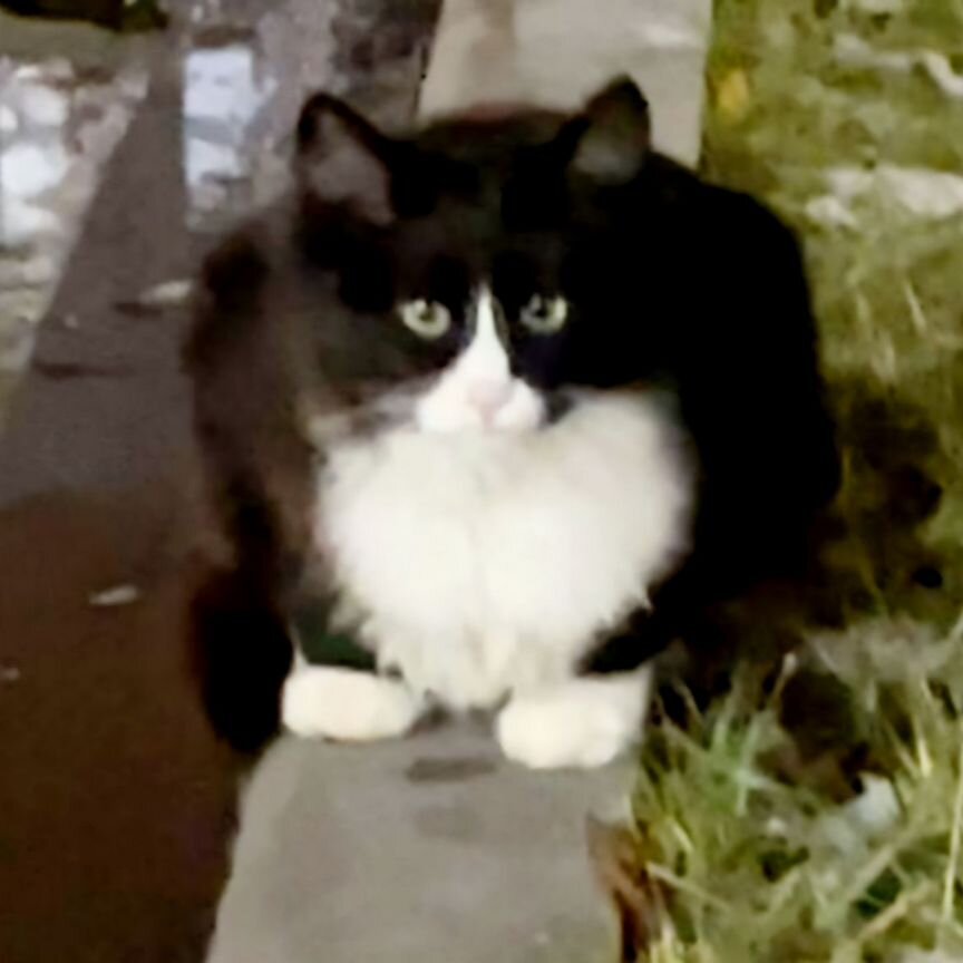 Замерзает молодой котик