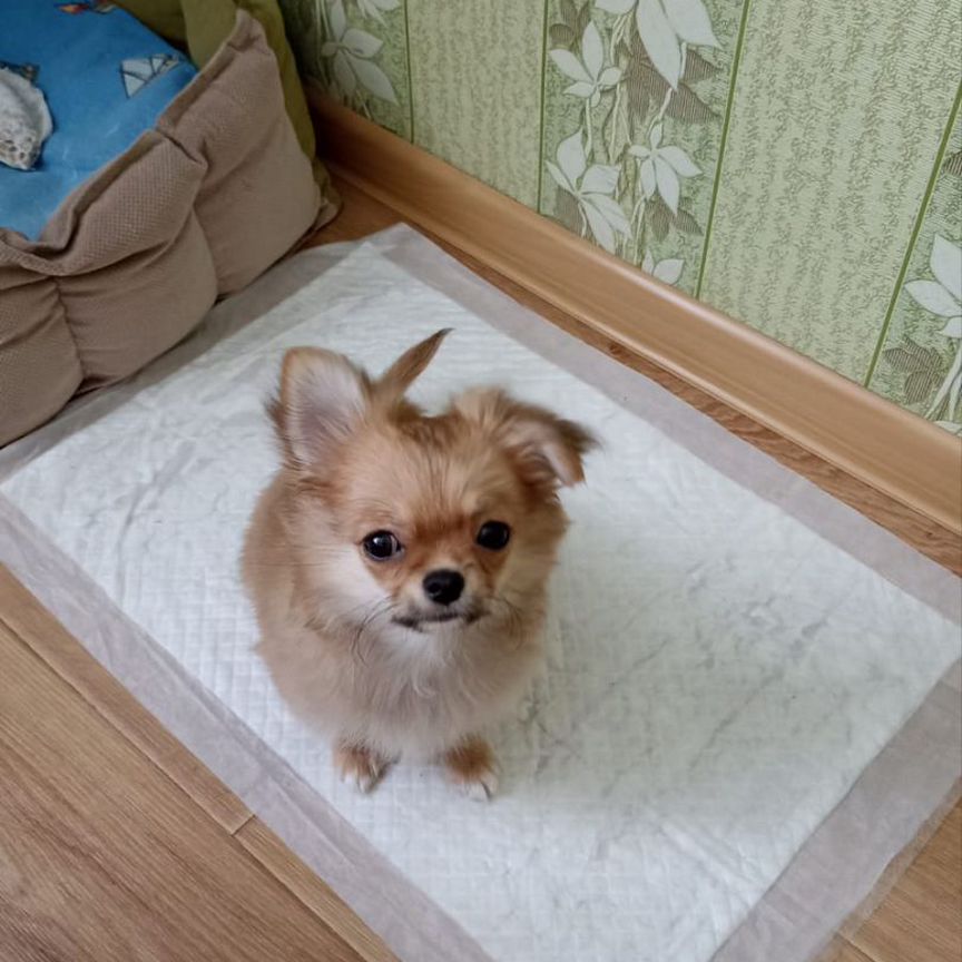 Щенок чихуахуа