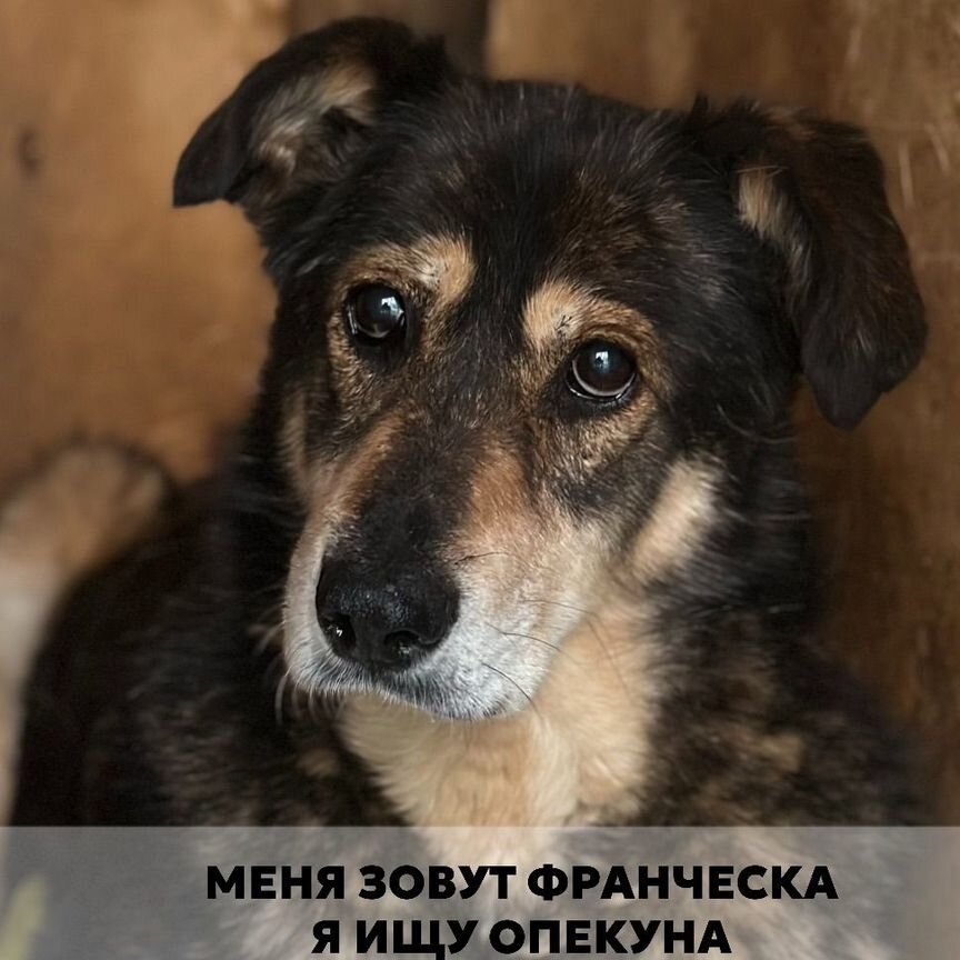 Взрослая собака в добрые руки