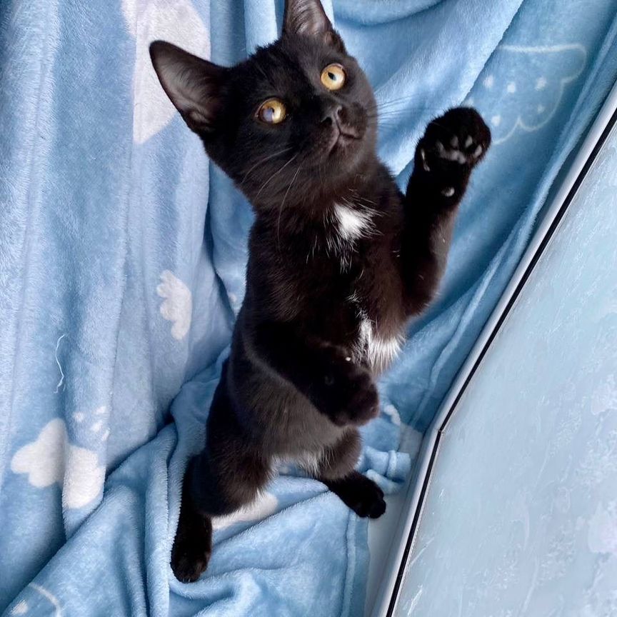 Серный котенок в дар. Великолепный