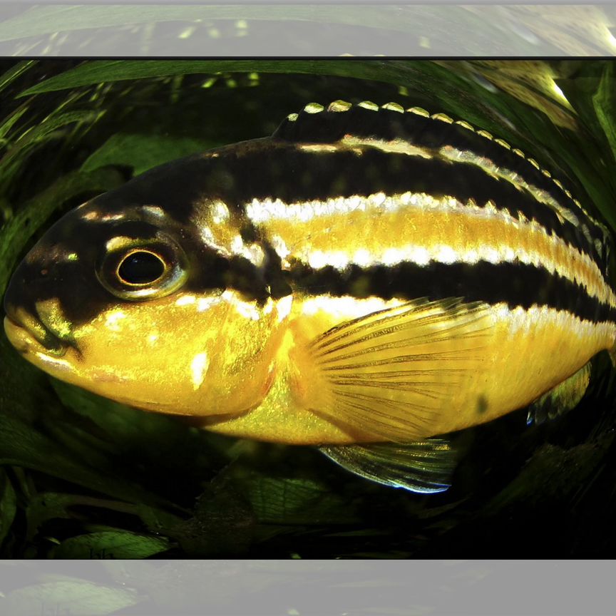 Меланохромис ауратус - Melanochromis auratus