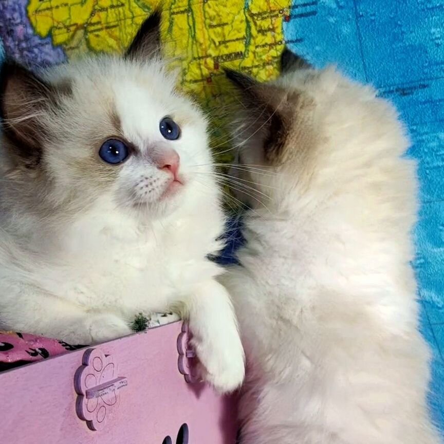 Котята девочки рэгдолл, WFA