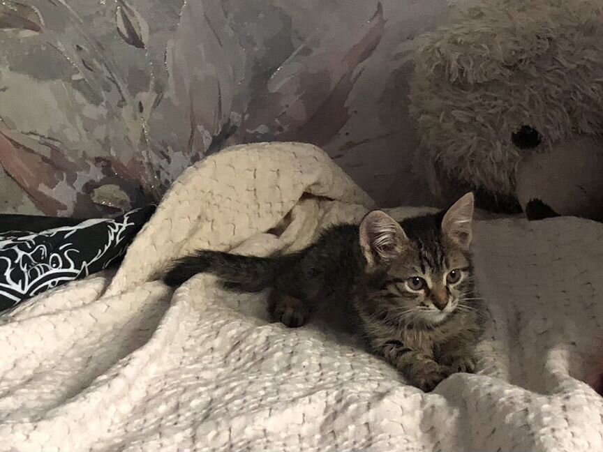 Котенок в добрые ручки