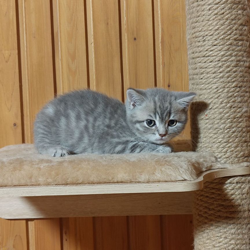 Девочка, 2.5 мес