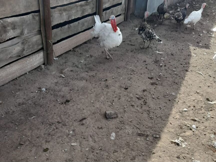 Индюки степные, яйца