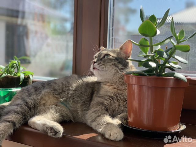 Милашке нужна семья