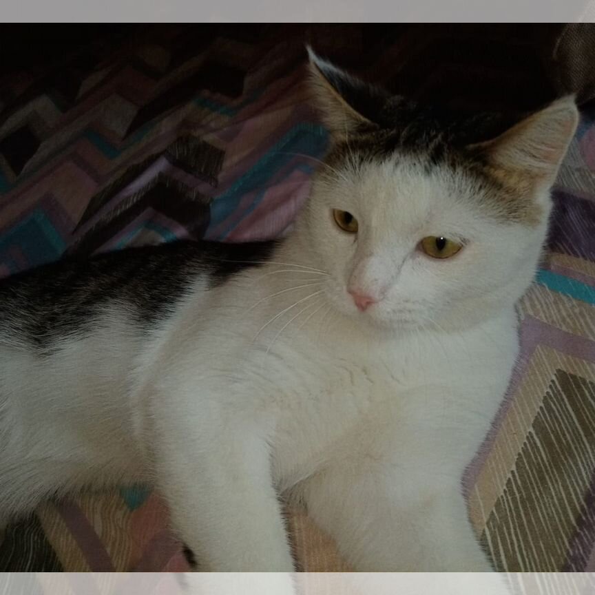 Котик кастрированный