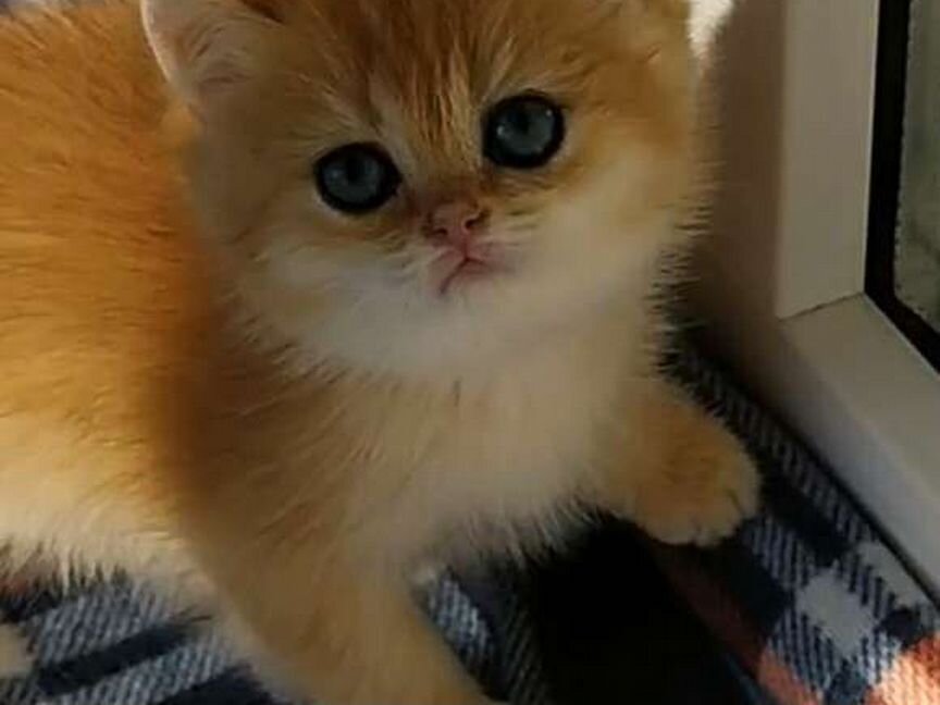 Девчушки золотая шиншилла с родословной