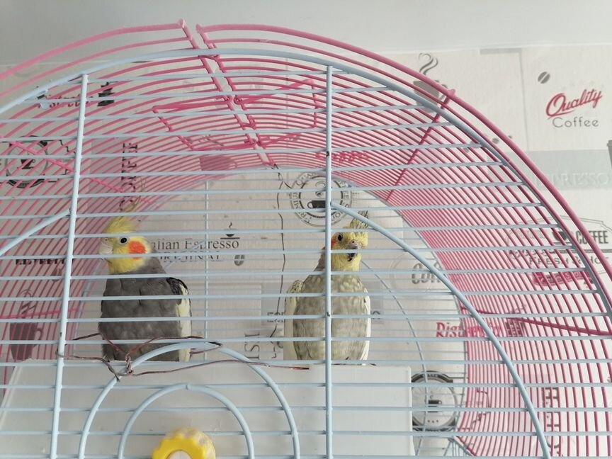 Продам попугая