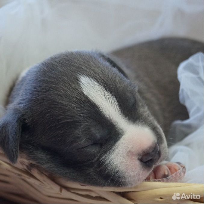 Амстафф кобель (голубой ) РКФ документы