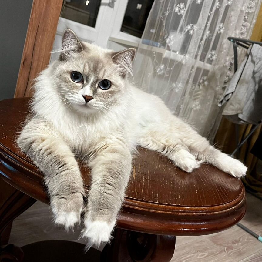 Кошка невская маскарадная